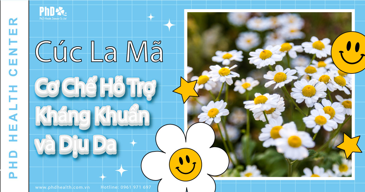 Cúc la mã: cơ chế hỗ trợ kháng khuẩn dịu da